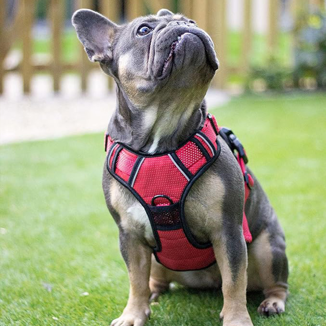 5025659123820 (2) | Pet Line 寵寵線